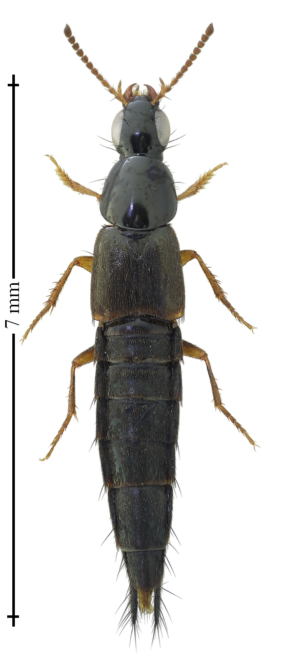 Staphylinidae